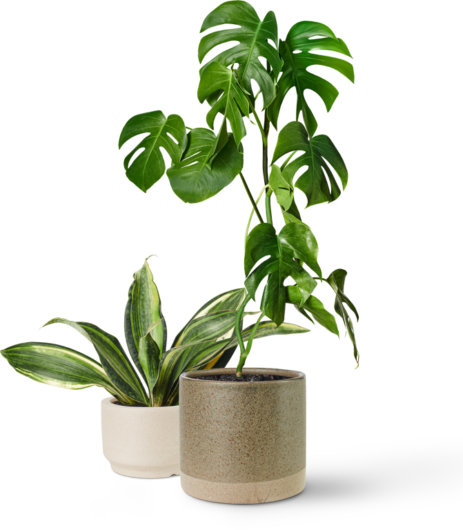 The Plant Club